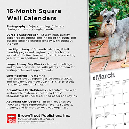 Miniature Schnauzers | 2024 12 x 24 Inch Monthly Square Wall Calendar | BrownTrout | Animals Small Dog Breeds