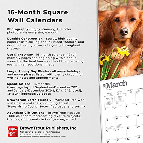Miniature Dachshunds | 2024 12 x 24 Inch Monthly Square Wall Calendar | BrownTrout | Animals Small Dog Breeds