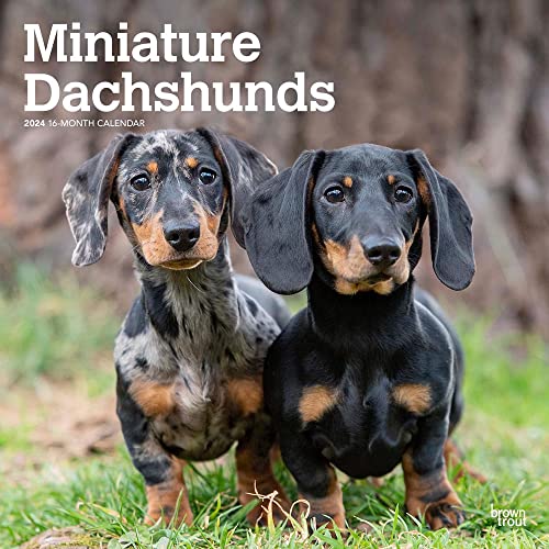 Miniature Dachshunds | 2024 12 x 24 Inch Monthly Square Wall Calendar | BrownTrout | Animals Small Dog Breeds