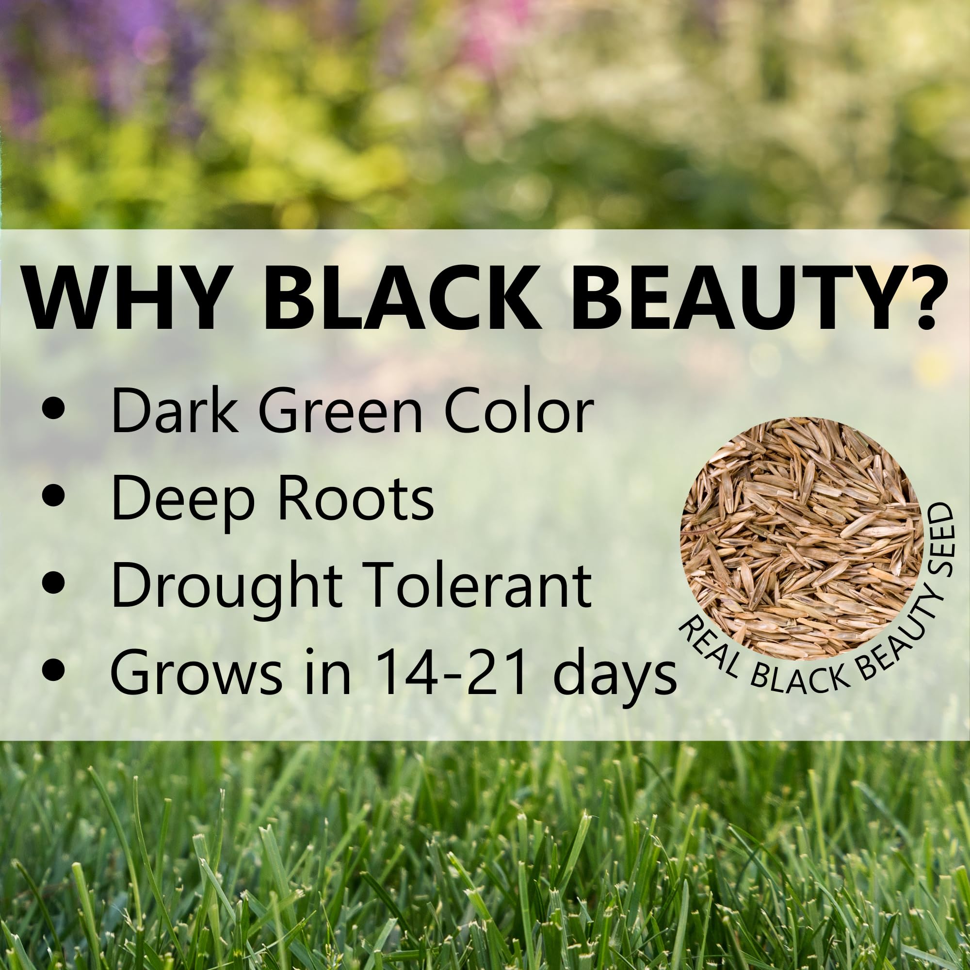 Jonathan Green (10622) Black Beauty Dense Shade Grass Seed - Cool Season Lawn Seed (1 lb)