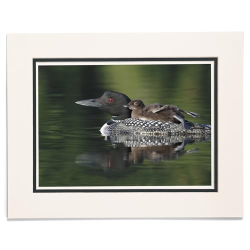 Lantern Press 11x14 Inch Matted Art Print Wall Decor, Loon and Chick