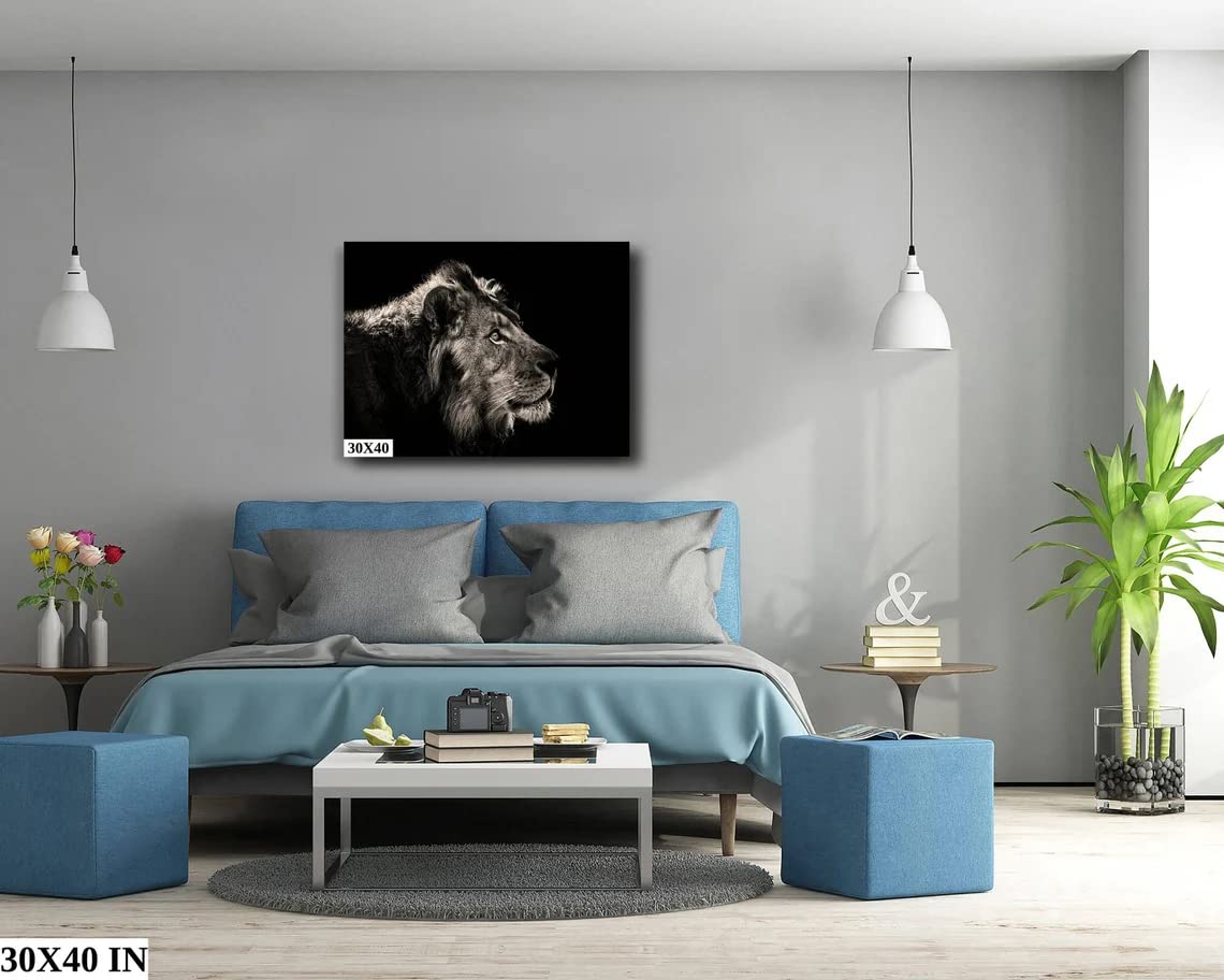 Lion (Panthera leo) - Print/Canvas/Acrylic/Metal (Print Only, 11x14 Inches)