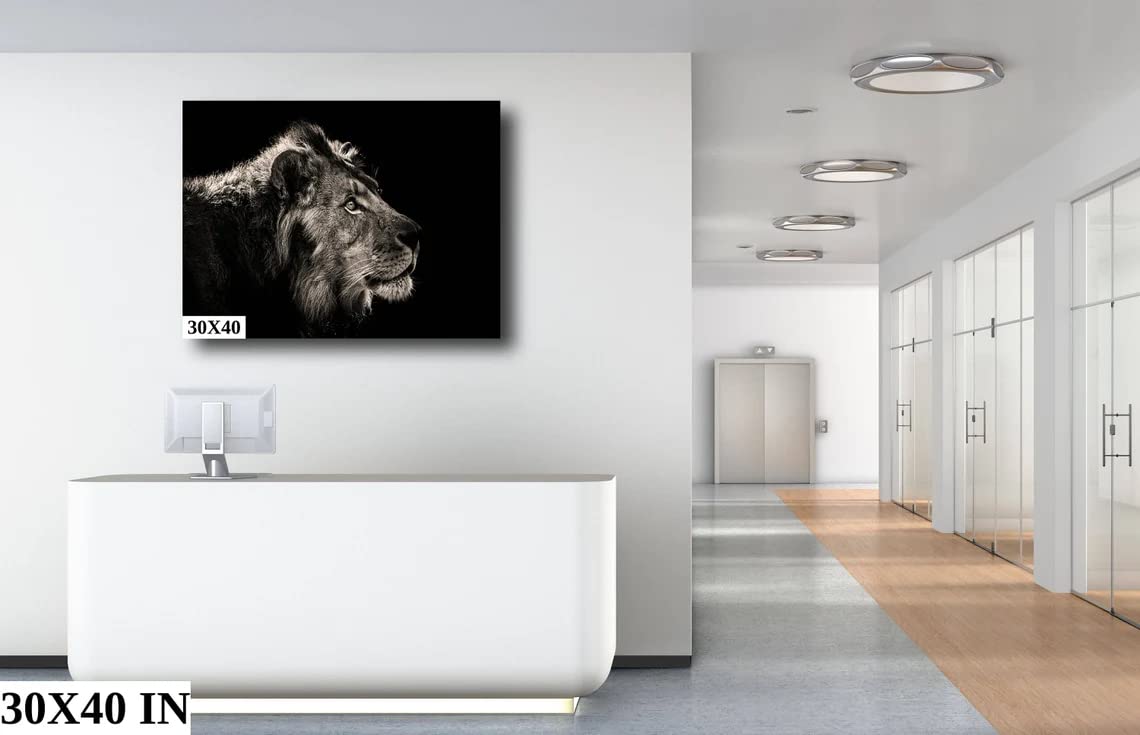 Lion (Panthera leo) - Print/Canvas/Acrylic/Metal (Print Only, 11x14 Inches)