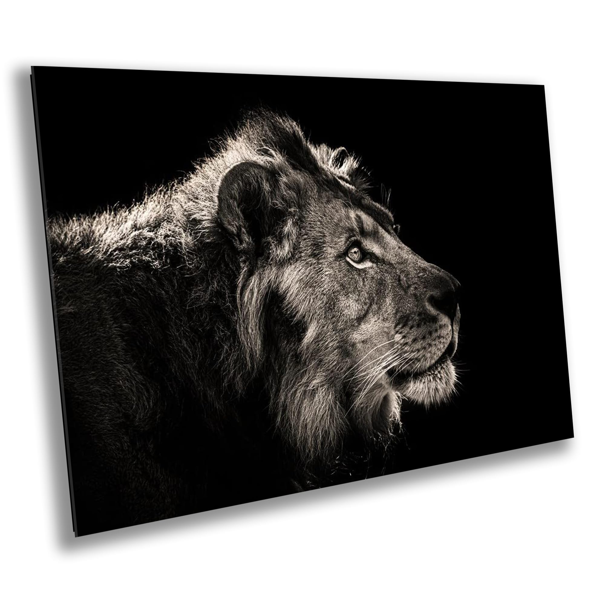 Lion (Panthera leo) - Print/Canvas/Acrylic/Metal (Print Only, 11x14 Inches)