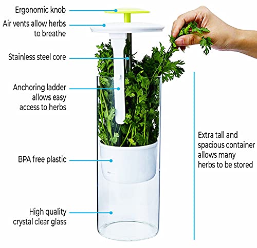 NOVART XXL Herb Keeper and Herb Saver – Glass Storage Container for Cilantro, Mint, Parsley, Asparagus, Keeps Greens Fresh for 2-3 Weeks