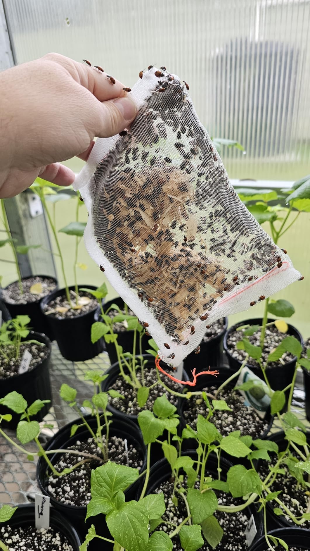 1500 Live Ladybugs - Hippodamia Convergens - Guaranteed Live Deliver - Plastic Container for Moth (1500)