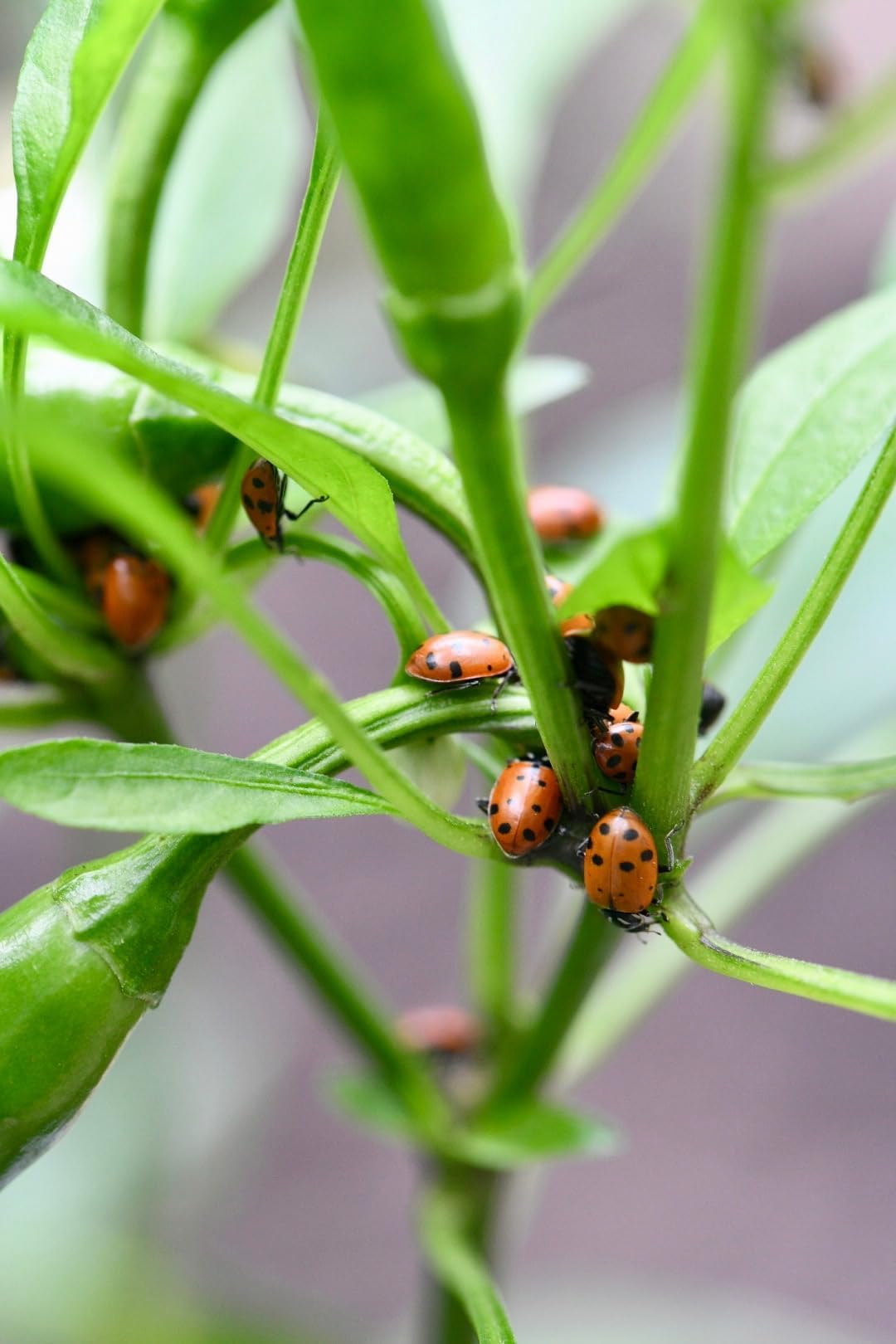 1500 Live Ladybugs - Hippodamia Convergens - Guaranteed Live Deliver - Plastic Container for Moth (1500)