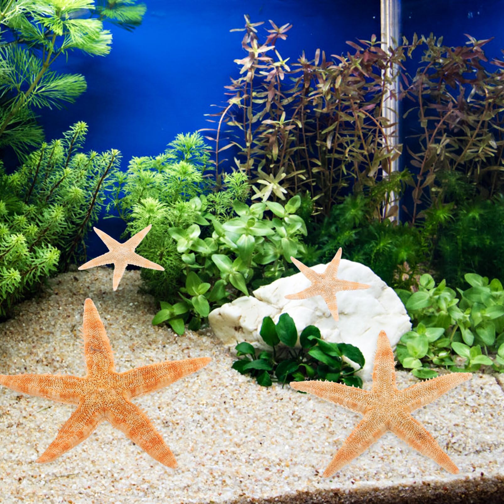 SEWACC 100pcs Ocean Beach Natural Seashells Sea Stars Nautical Fish Tank Aquarium Decor Table Scatter Vase Fillers for Christmas Tree Ornament Wedding