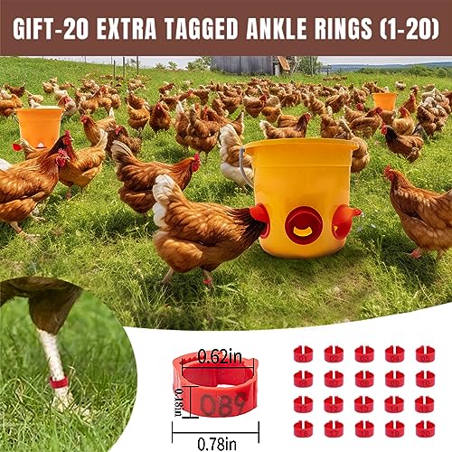 Chicken Feeder and Chicken Drinker Set and(Chicken Leg Bands 20 Pack),Automatic Poultry Feeder Kit for Chickens,Birds,Turkeys Etc,Leak-Proof and Sun-Proof Chicken Feeder Chicken Water Cups (6pc, red)