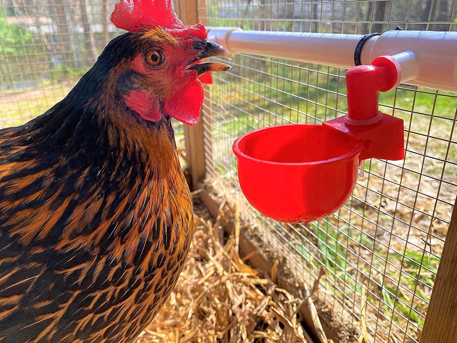 Automatic Chicken Watering System with PVC Pipe (Real Complete Set Pipeline) - 1/2" PVC Tee Fittings & Pipe & Garden Hose Connect to Water Tank, Automatic Poultry Waterer Feeder Kit