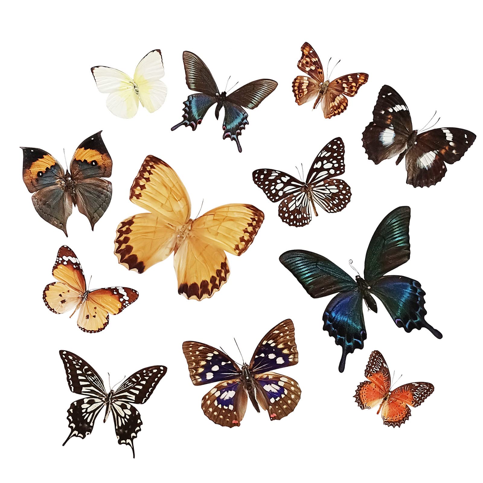 Pokiphip 12 Pcs Taxidermy Butterfly, Real Butterfly Taxidermy Natural Unmounted Butterfly Specimen, Exquisite Collection of Real Butterflies for Home Decor and Crafts