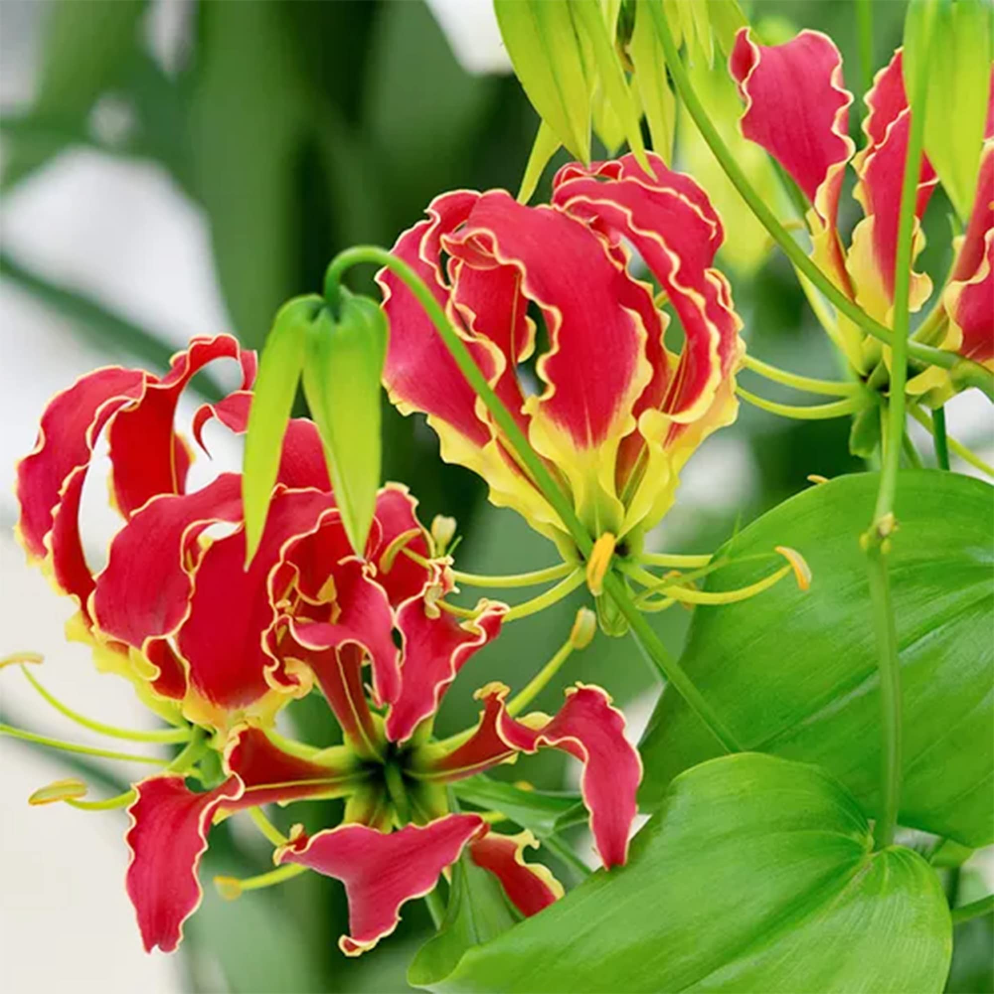QAUZUY GARDEN 5 Creeping Climbing Flame Lily (Glory Gloriosa Lily/Fire Lily/Gloriosa Superba) Tiger Claw Agnishikha Seed Heirloom Eye-Catching Perennial Flower Attract Pollinators