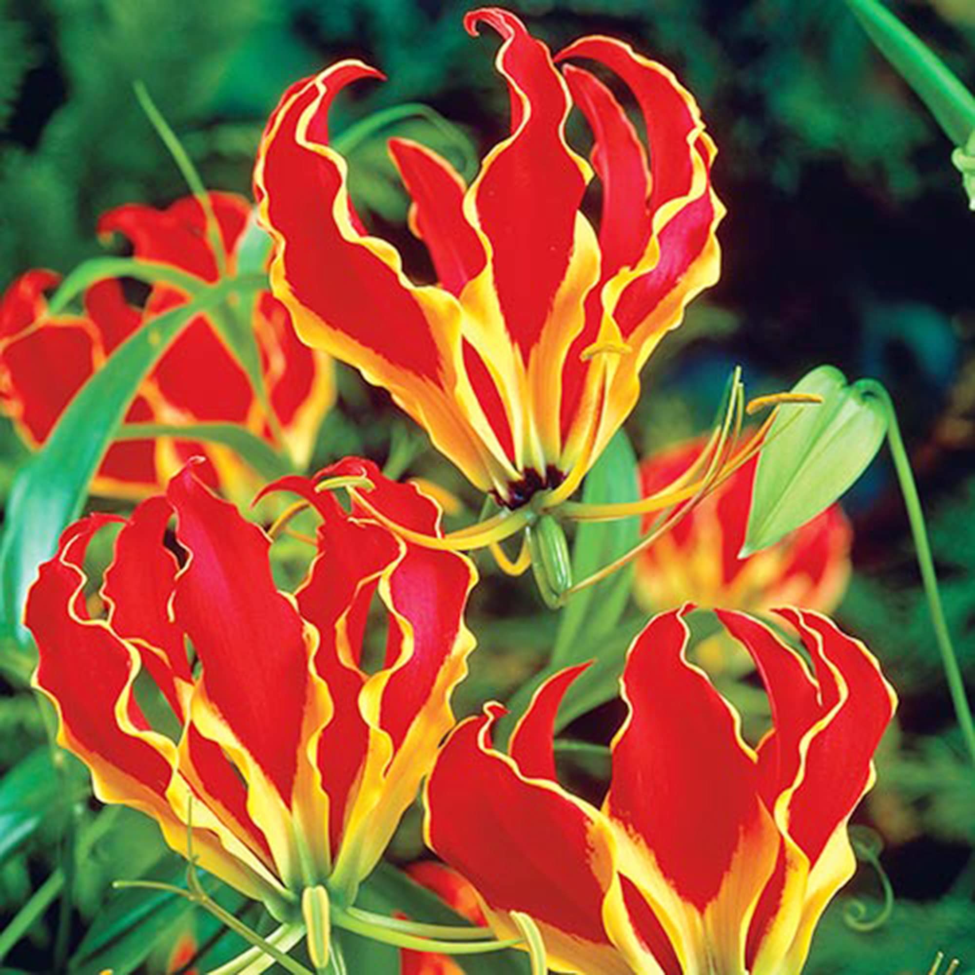 QAUZUY GARDEN 5 Creeping Climbing Flame Lily (Glory Gloriosa Lily/Fire Lily/Gloriosa Superba) Tiger Claw Agnishikha Seed Heirloom Eye-Catching Perennial Flower Attract Pollinators