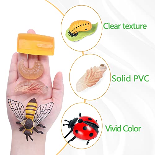 SIENON 8pcs Honey Bee & Ladybug Life Cycle Figurines - Plastic Insect Animal Growth Cycle Kit Montessori Toy Figures for Kids 3-8 Years Old
