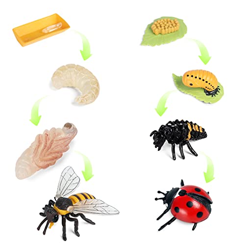 SIENON 8pcs Honey Bee & Ladybug Life Cycle Figurines - Plastic Insect Animal Growth Cycle Kit Montessori Toy Figures for Kids 3-8 Years Old
