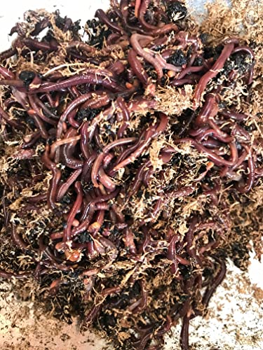 Red Wiggler Composting Worms - Reduce Waste and Improve Your Soil (0.25 lbs / ~250 worms)