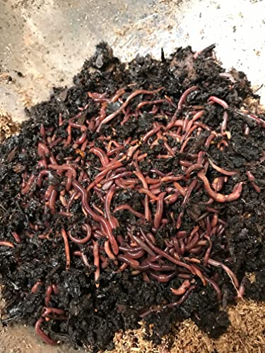 Red Wiggler Composting Worms - Reduce Waste and Improve Your Soil (0.25 lbs / ~250 worms)