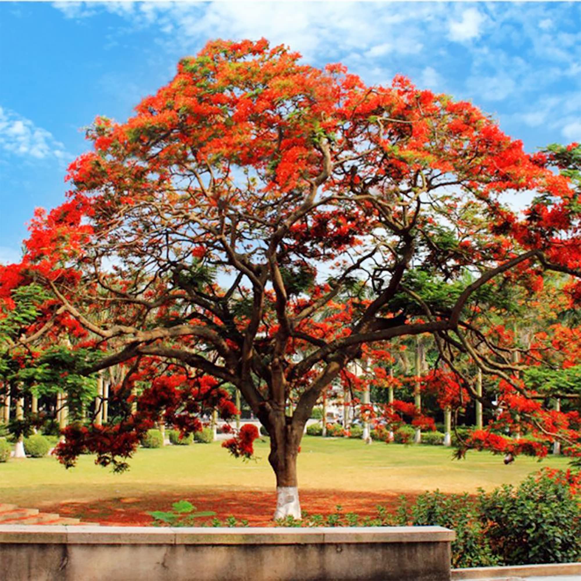 QAUZUY GARDEN 10 Flamboyant (Royal Poinciana) Delonix Regia Flame Tree Seeds, Non-GMO Heirloom Tree Seed, Striking Perennial Exotic Tropical Bonsai Accent Tree