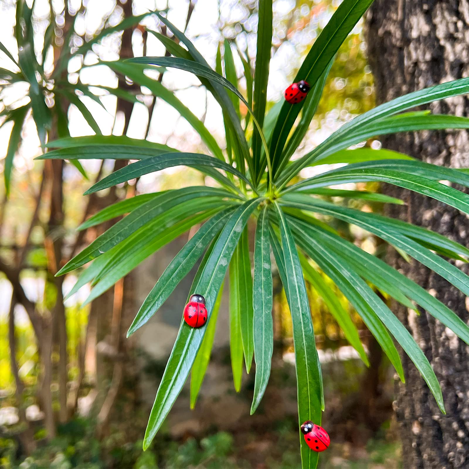 Rainteam 8pcs Plants Magnets Tiny Ladybug Pins Charms Funny Potted Plant Safe Magnets Cute House Plant Accessories,Christmas Decoration Gift for Plants Lovers (Ladybug)