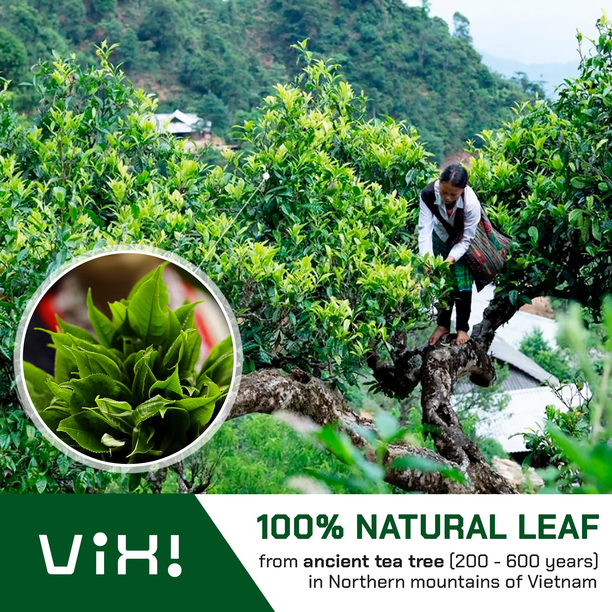 VIXI Green Tea Bags, 100 Counts, Vietnam's Mountain Tea, Antioxidant, Caffeinated, Tagless, Plastic Free, Balanced Flavored, 100% Natural for Hot, Iced and Cold Brew