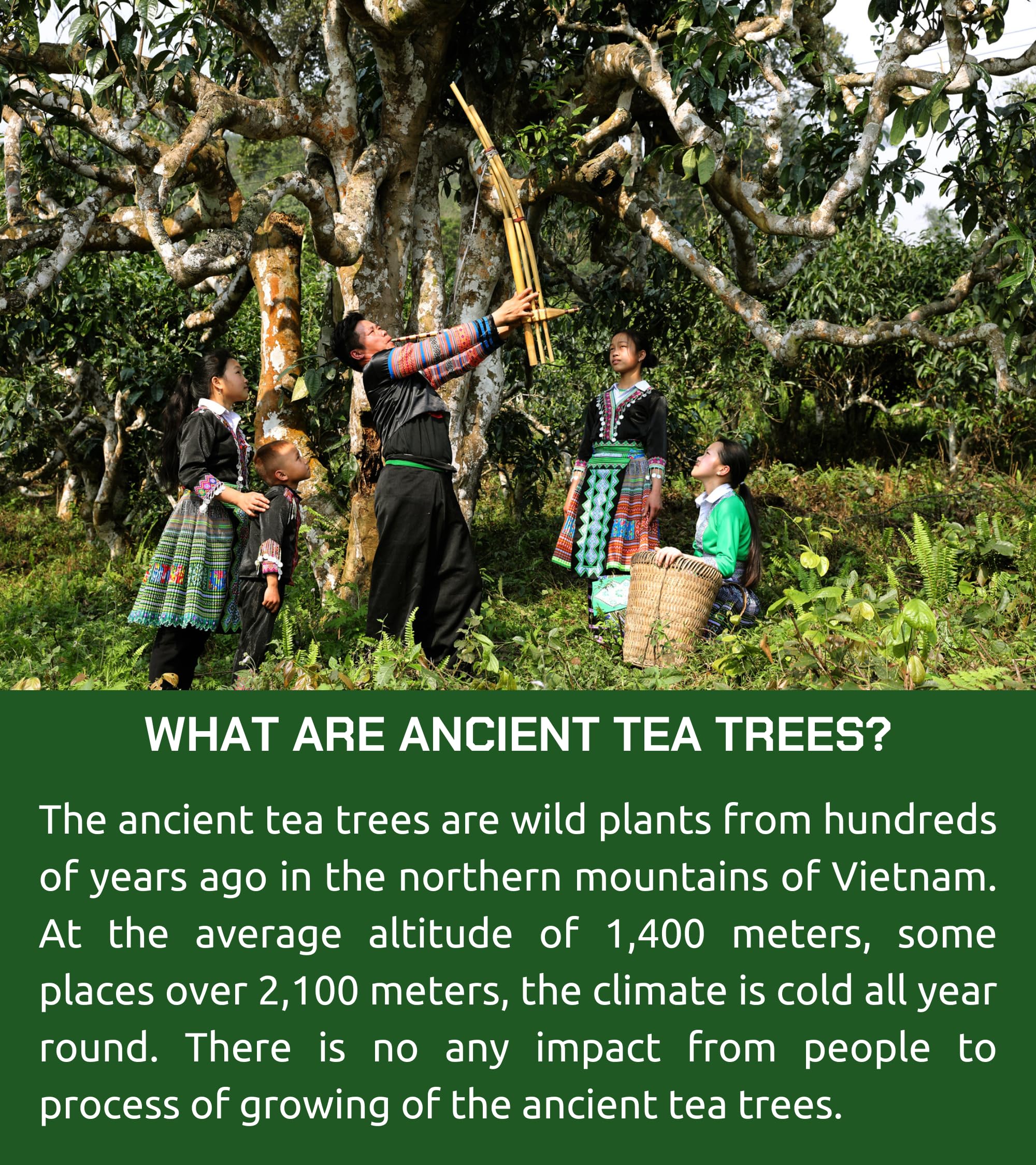 VIXI Green Tea Bags, 100 Counts, Vietnam's Mountain Tea, Antioxidant, Caffeinated, Tagless, Plastic Free, Balanced Flavored, 100% Natural for Hot, Iced and Cold Brew