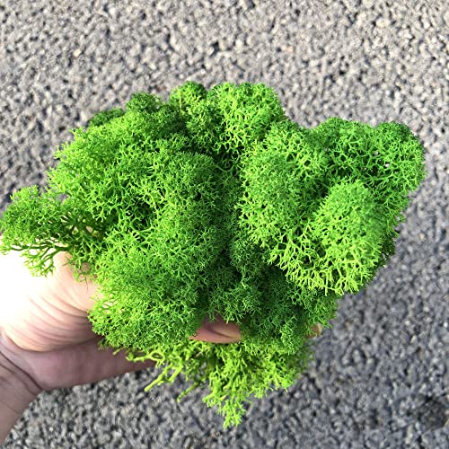prefleur Preserved Reindeer Craft Moss Natural Green DIY Kit Terrariums Gardenning Art Wall Florist Decor Easter Table Decor Wedding Decor (3 OZ)(Green-02)