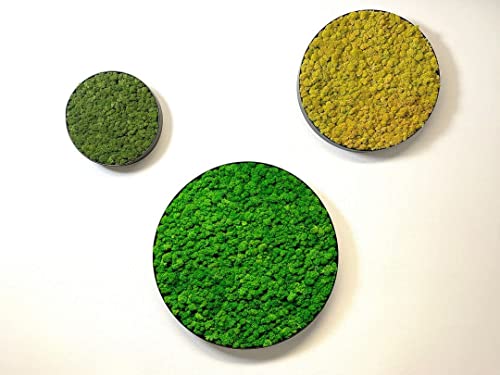 prefleur Preserved Reindeer Craft Moss Natural Green DIY Kit Terrariums Gardenning Art Wall Florist Decor Easter Table Decor Wedding Decor (3 OZ)(Green-02)