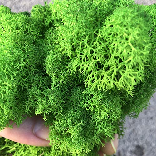 prefleur Preserved Reindeer Craft Moss Natural Green DIY Kit Terrariums Gardenning Art Wall Florist Decor Easter Table Decor Wedding Decor (3 OZ)(Green-02)