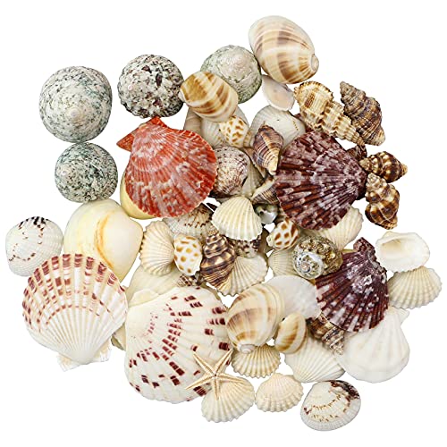 WEOXPR Mixed Sea Shells, 100+ Pcs Beach Seashells Starfish, Various Sizes Ocean Seashells for Fish Tank Vase Fillers, Beach Theme Party Wedding Decor, Candle Making, DIY Crafts, Home Decorations