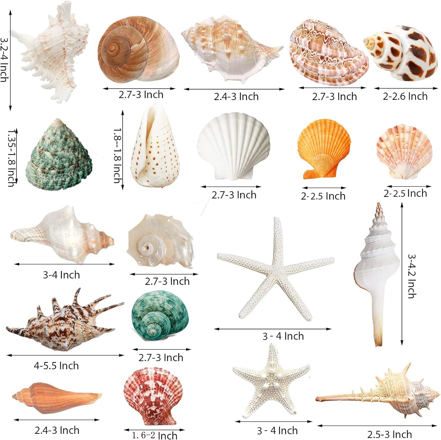 JQAQJU Sea Shells Mixed Beach Seashells 20 Kinds, 1.5"-5.5" Various Sizes Large Ocean Shells Conch 2 Kinds Natural Starfish for Decorating Beach Theme Party Fish Tank Filling Home Decor Wedding