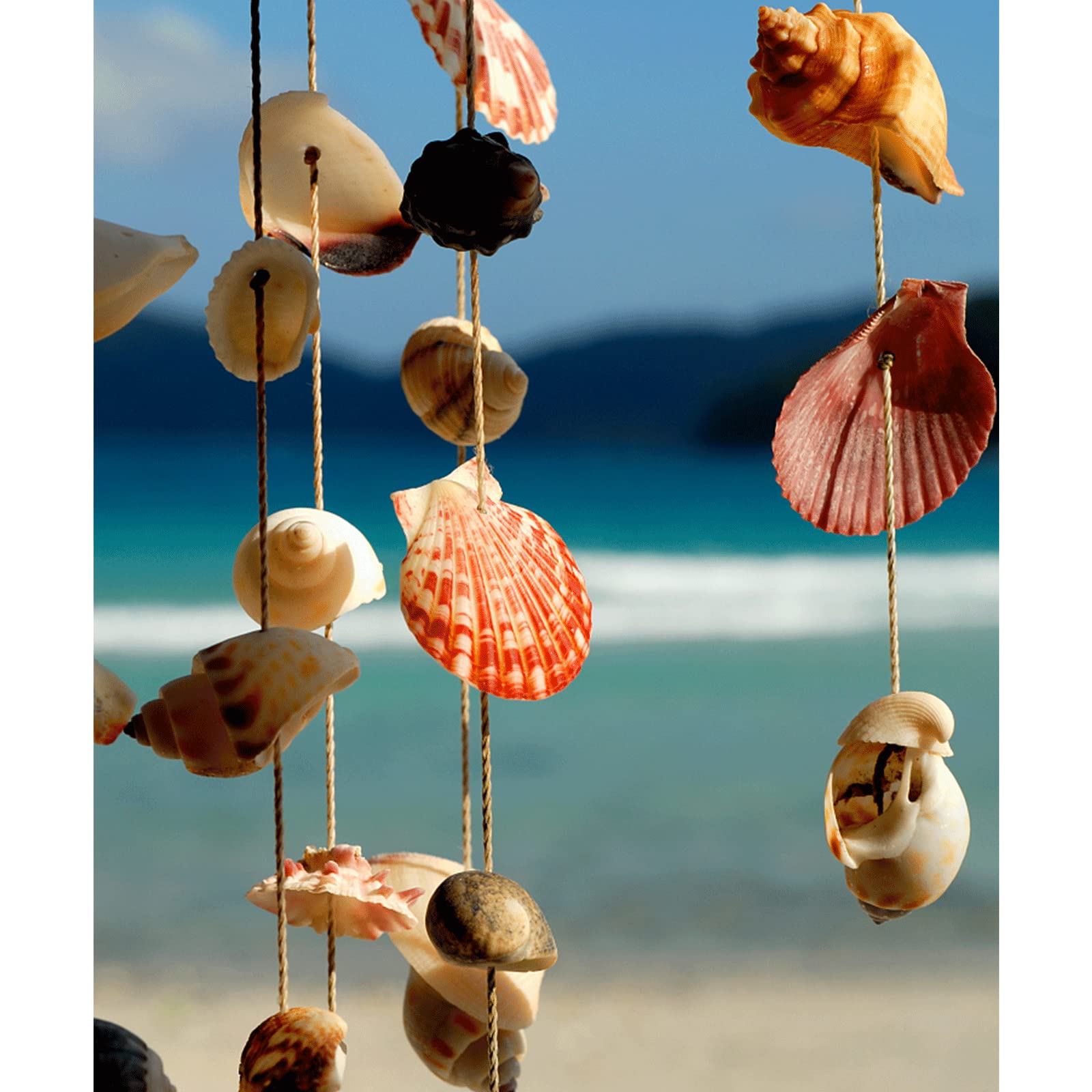 JQAQJU Sea Shells Mixed Beach Seashells 20 Kinds, 1.5"-5.5" Various Sizes Large Ocean Shells Conch 2 Kinds Natural Starfish for Decorating Beach Theme Party Fish Tank Filling Home Decor Wedding