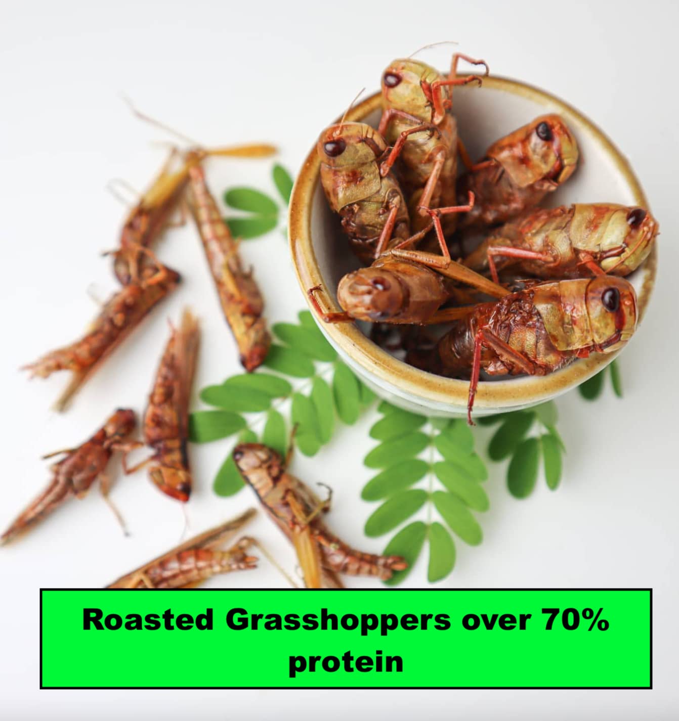 Thailand Unique Mixed Edible Insects - Grasshoppers, Mole, Field and House Crickets - High Protein Superfood (Orthoptera Mix, 15 Gram)