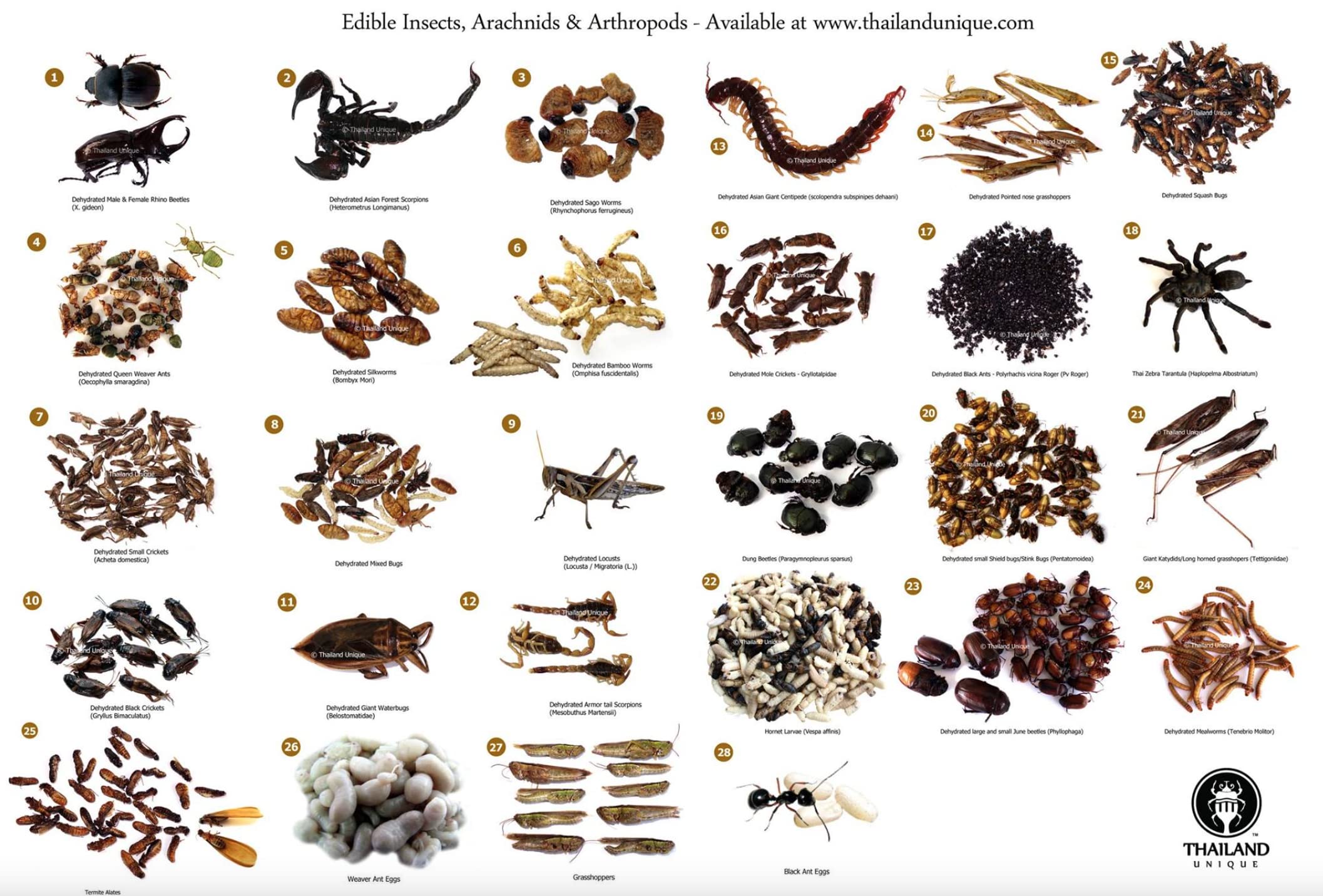 Thailand Unique Mixed Edible Insects - Grasshoppers, Mole, Field and House Crickets - High Protein Superfood (Orthoptera Mix, 15 Gram)