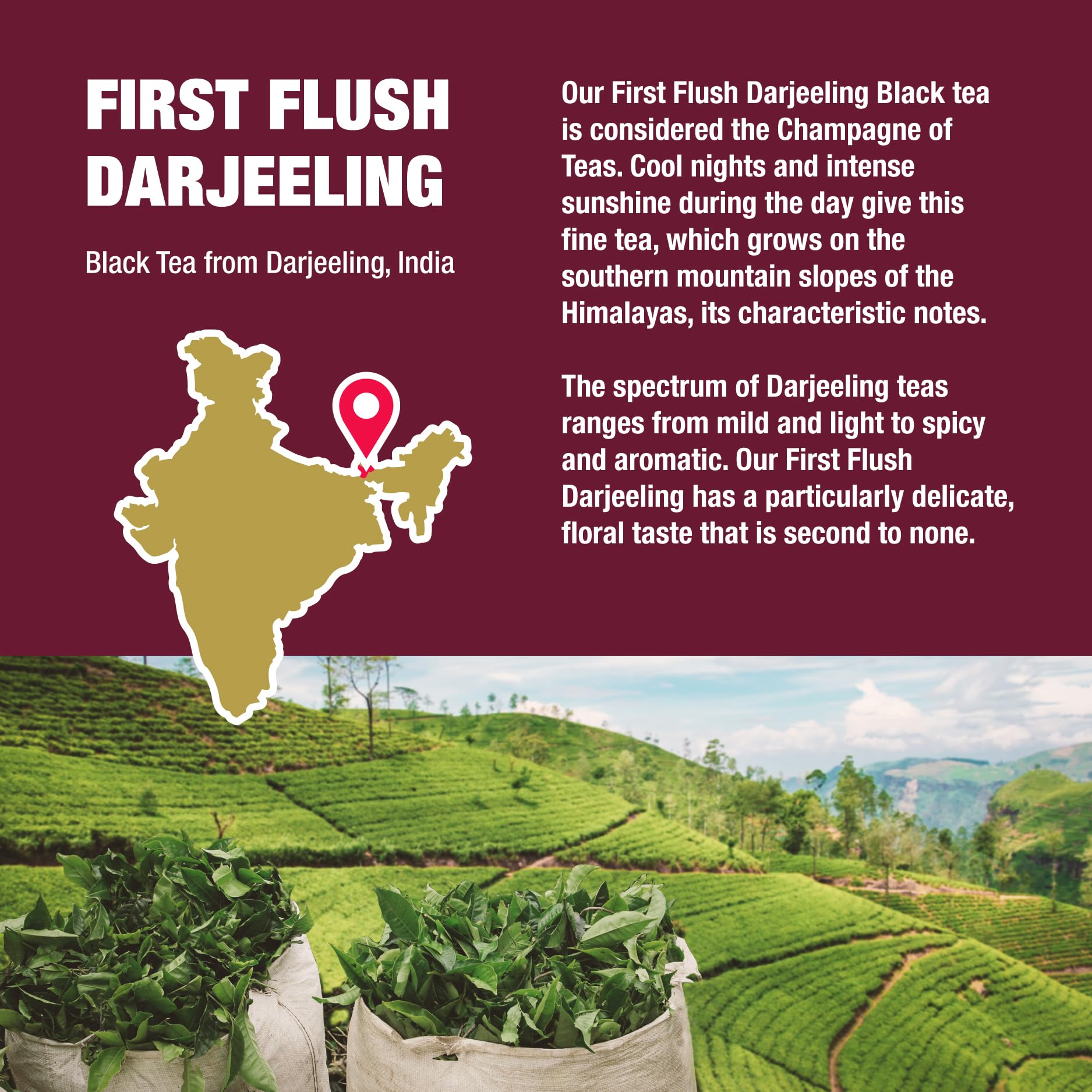 Tiesta Tea - First Flush Darjeeling Black Tea | Loose Leaf | Single Origin Premium Black Tea from India | Pure High-Caffeinated Blend | Makes Hot or Iced & Up to 50 Cups | 4oz Refillable Tin