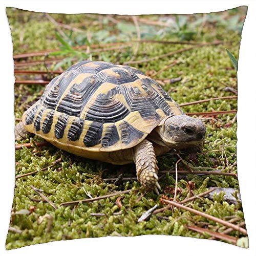 LESGAULEST Throw Pillow Cover (16x16 inch) - Turtle Nature Animal Carapace Little Turtle