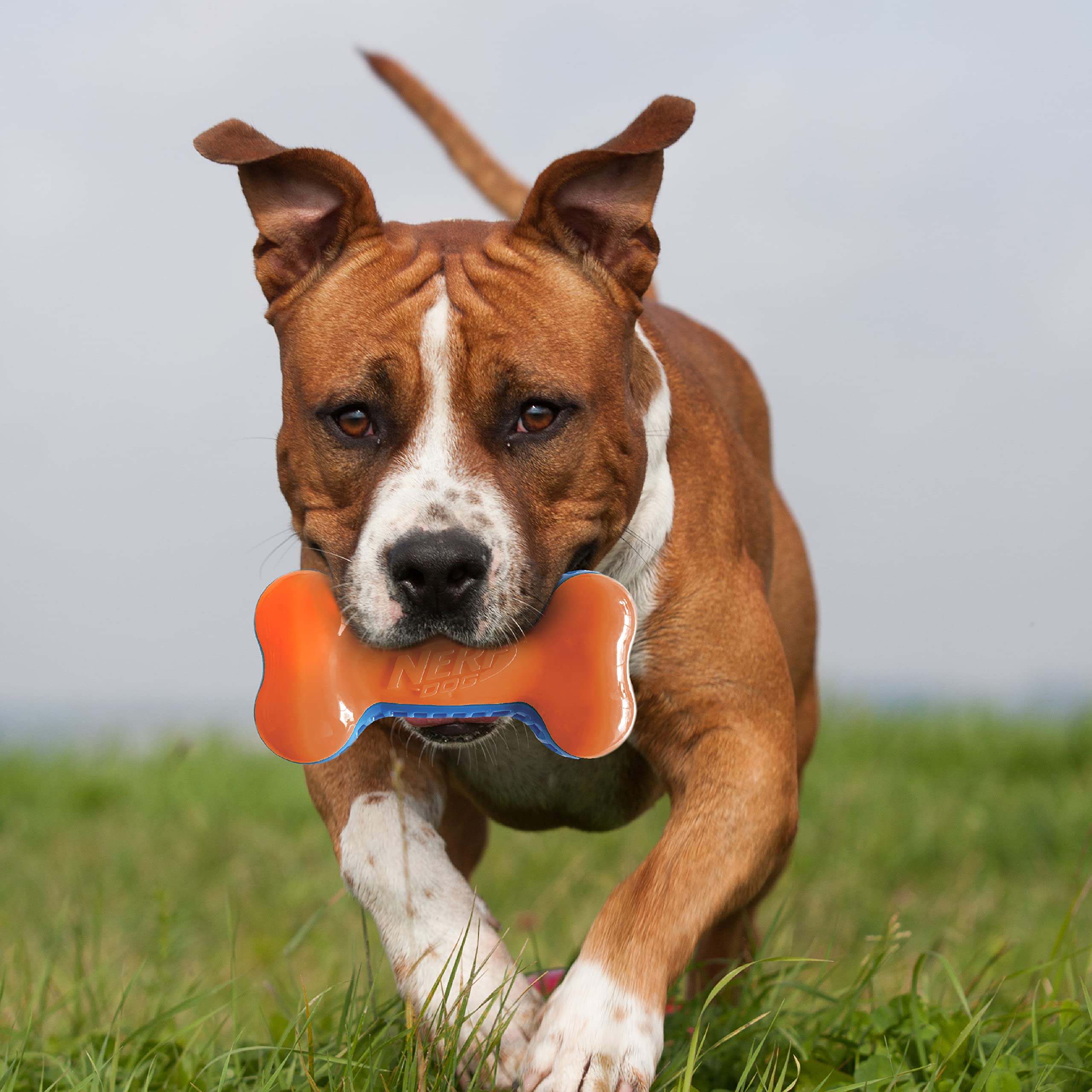 Nerf Dog 7in TPR EXO Squeak Bone - Blue/Orange
