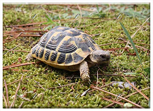Triple Blank Wall Plate Cover - Turtle Nature Animal Carapace Little Turtle