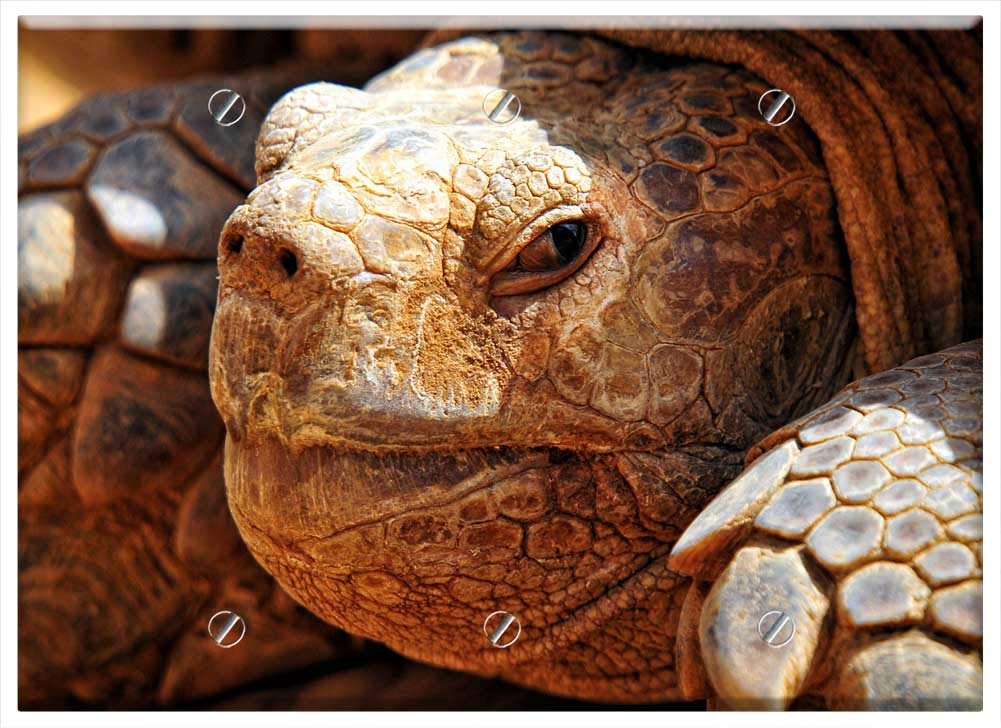 Triple Blank Wall Plate Cover - Turtle Criss-Crossed Africa Senegal Tortie Carapace