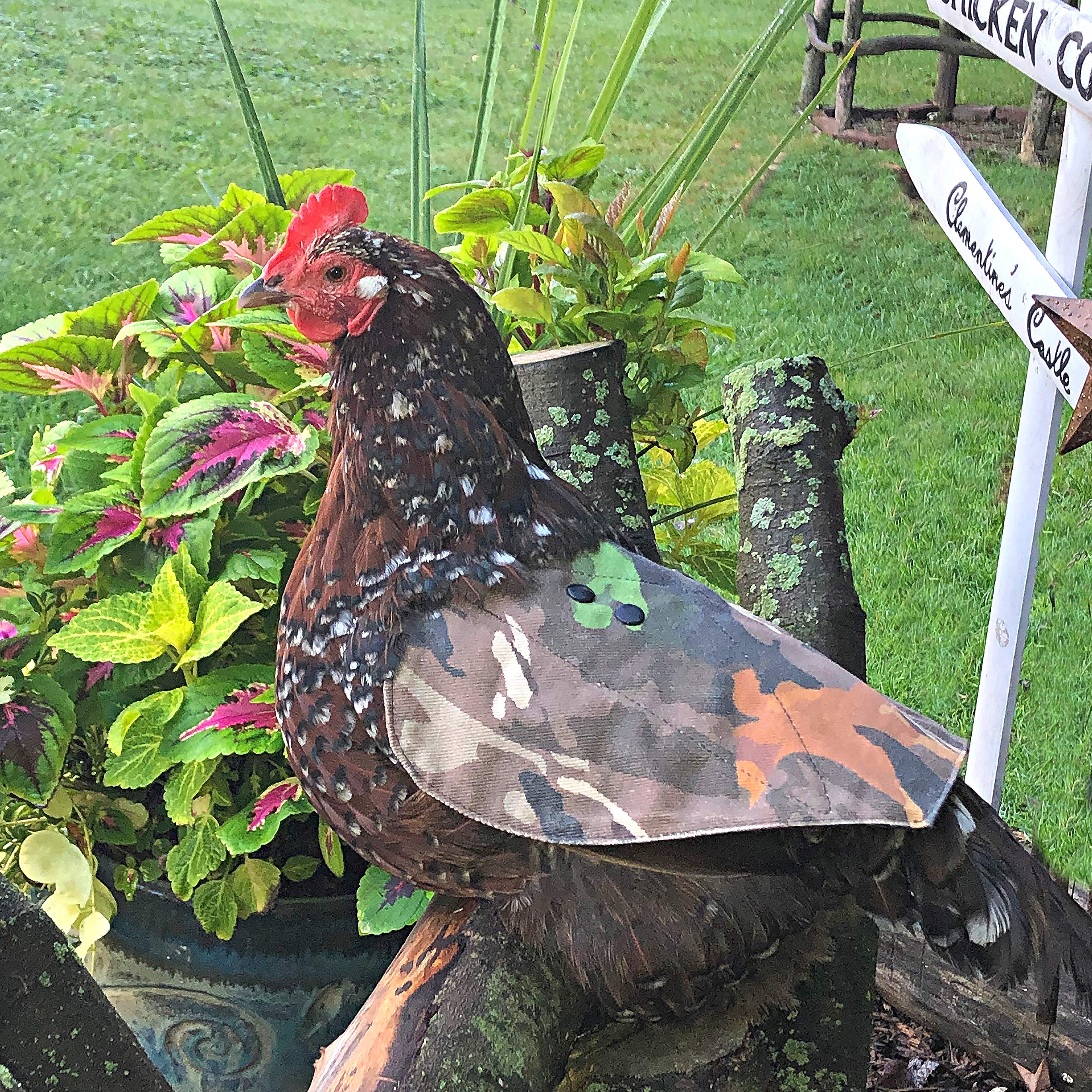 The Chicken Chick® Hen Mating Saddle Standard…
