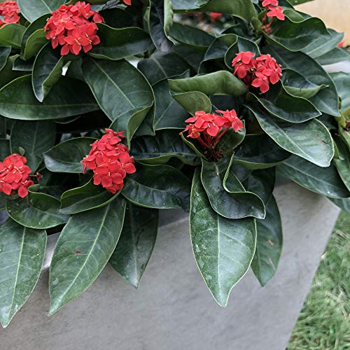 Kante 31.1" L Long Rectangular Concrete Planter, Large Outdoor Indoor Garden Pots with Drainage Hole and Rubber Plug, Weathered Concrete