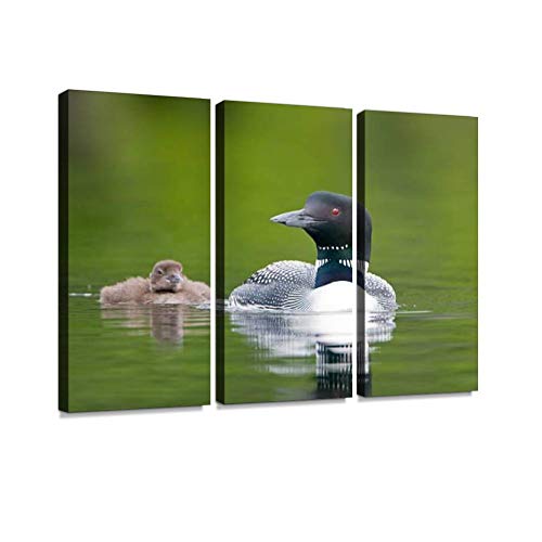 BELISIIS Loon with Chick Cute Wild Birds Photos Wall Artwork Exclusive Photography Vintage Paintings Print on Canvas Home Decor Wall Art 3 Panels Framed Ready to Hang