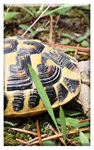 Single-Gang Blank Wall Plate Cover - Turtle Nature Carapace Little Turtle Animal