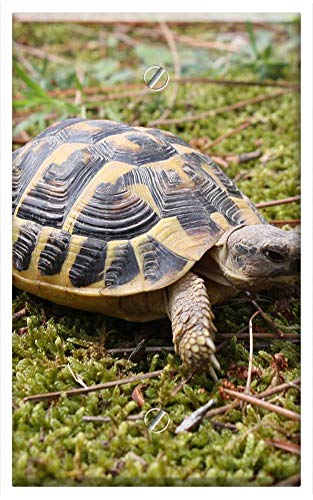 Single-Gang Blank Wall Plate Cover - Turtle Nature Animal Carapace Little Turtle