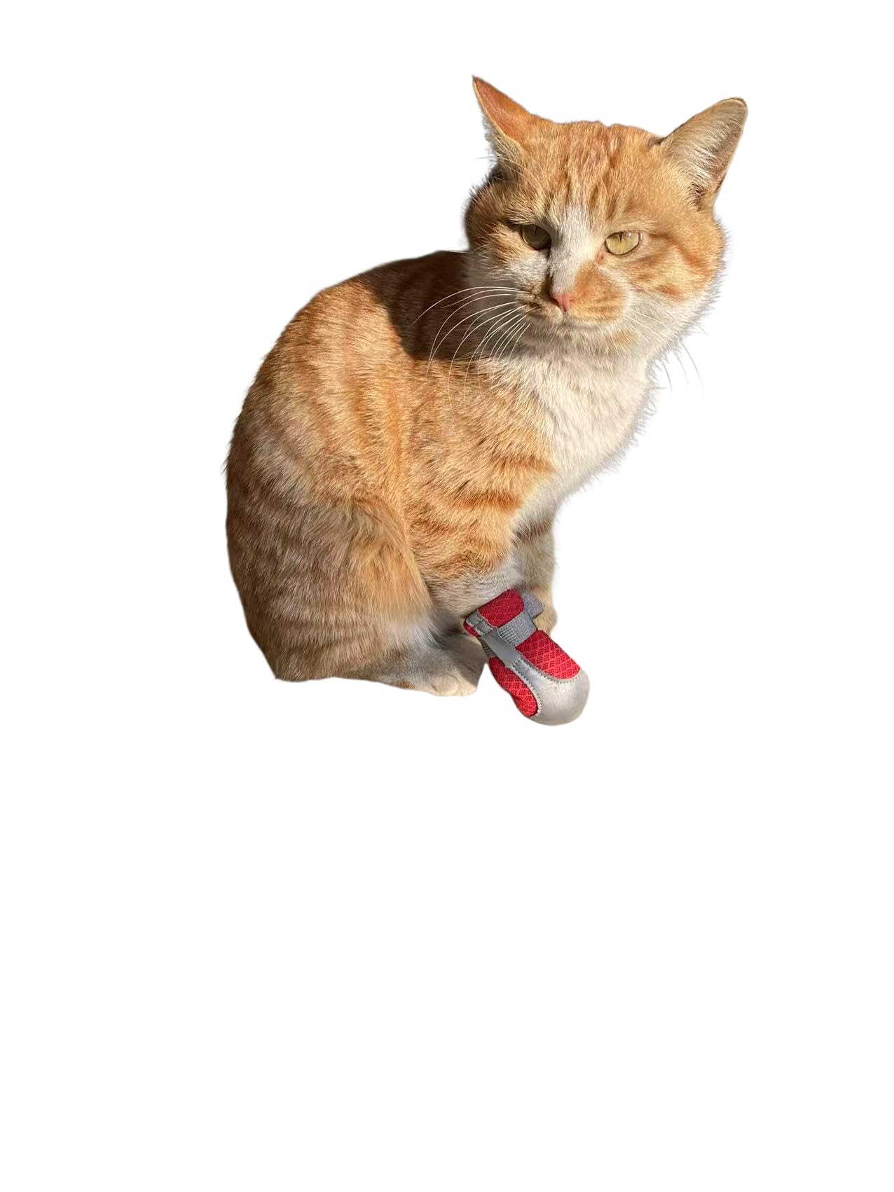 LONSUNEER Dog Boots for Small Dogs Soft Reflective and Nonslip Set of 4 (Small, Red)