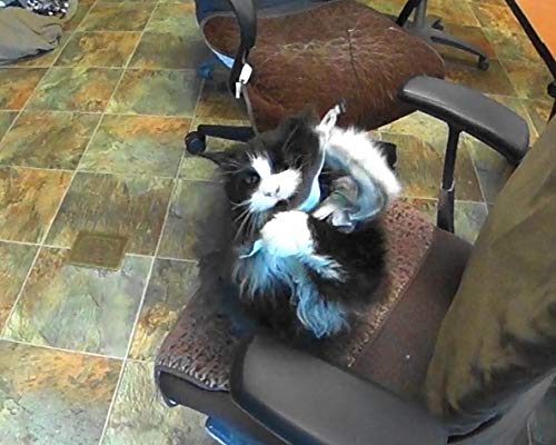 CoolCyberCats Ribbon, Leather and Fur Attachment Cat Toys - Fit Wildcat and Popular Bird and Catcher Type Wands/Poles (Rabbit Fur Chaser)