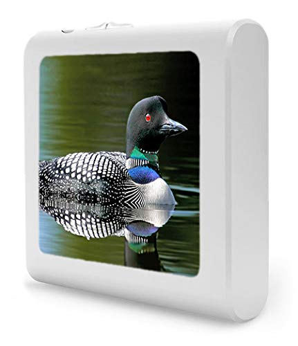 Plug in Dimmable LED Night Light with Dusk to Dawn Auto Sensor, Adjustable Brightness, Warm Light, Auto On-Off Nightlight for Bathroom, Hallway, Nursery, Bedrooms - Loon