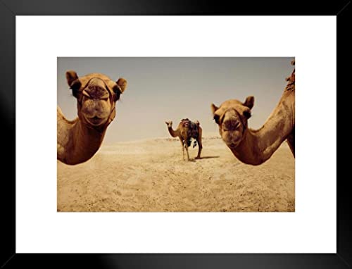 Close Up of Camels in Desert Photos Doha Qatar Photo Photograph Camel Pictures for Wall Africa Wildlife Egyptian Pyramids Camel Travel Tourism Matted Framed Wall Art Decor 26x20