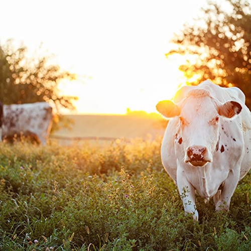 Kalona SuperNatural Organic Whole Milk Plain Yogurt, 24 Ounce