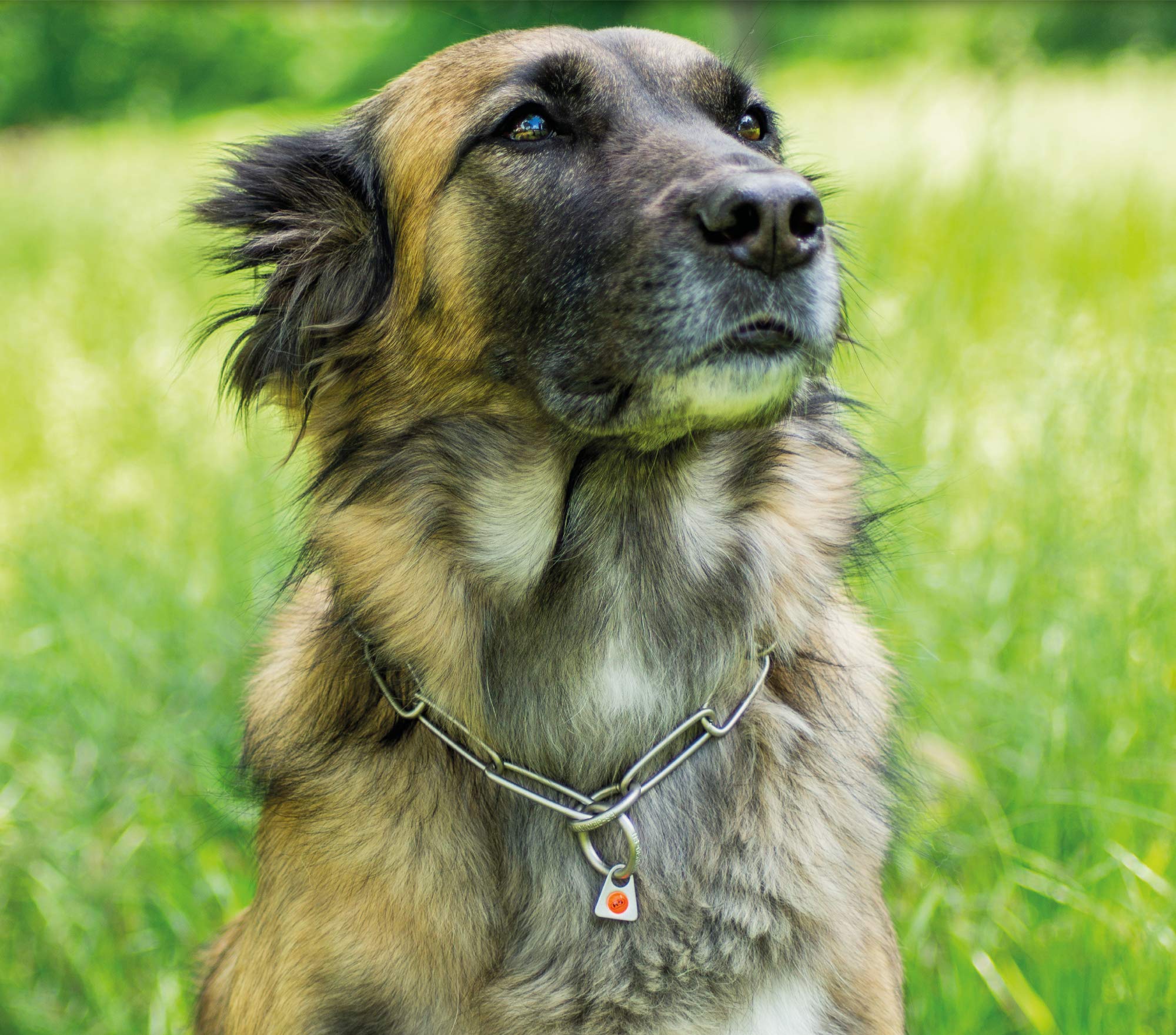 Herm Sprenger - Matt Stainless Steel Scratch Resistant Long Link Fur Saver Dog Collar - Professional Training Collar - Made in Germany (21 inches (53 cm))