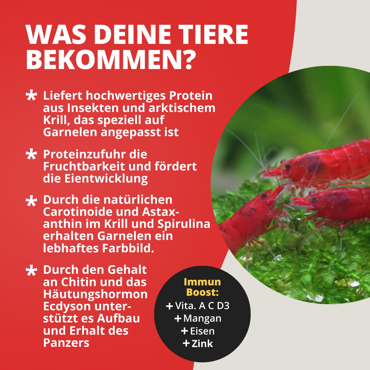 NatureHolic Proteinfeed, Shrimp Food, Protein Food, Made in Germany, Free from Fish Meal & Low-Quality Animal Meals, for Enhanced Shrimp Breeding & Growth